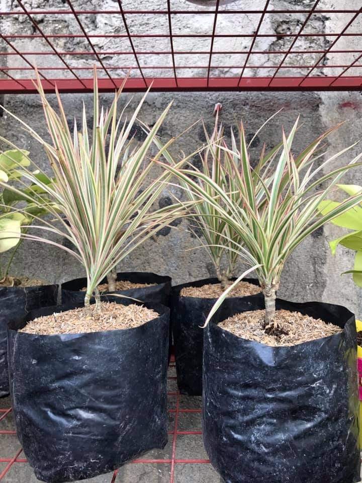 Scarlet Outdoor Plant, Furniture & Home Living, Gardening, Plants ...