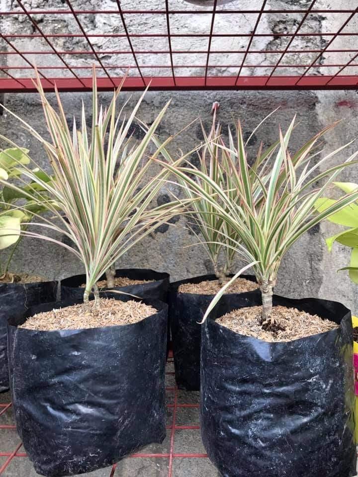 Scarlet Outdoor Plant, Furniture & Home Living, Gardening, Plants ...