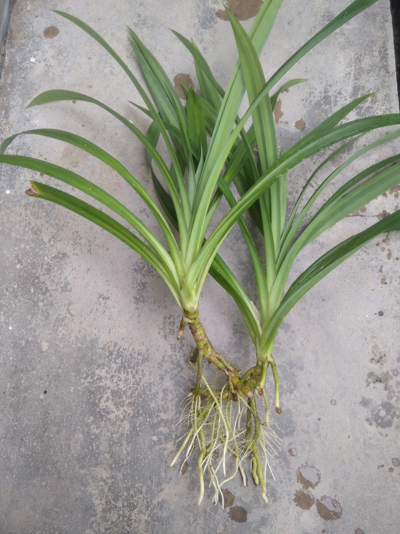 Homegrown Pandan Plant Cutting Anak Pokok Pandan , Furniture & Home ...