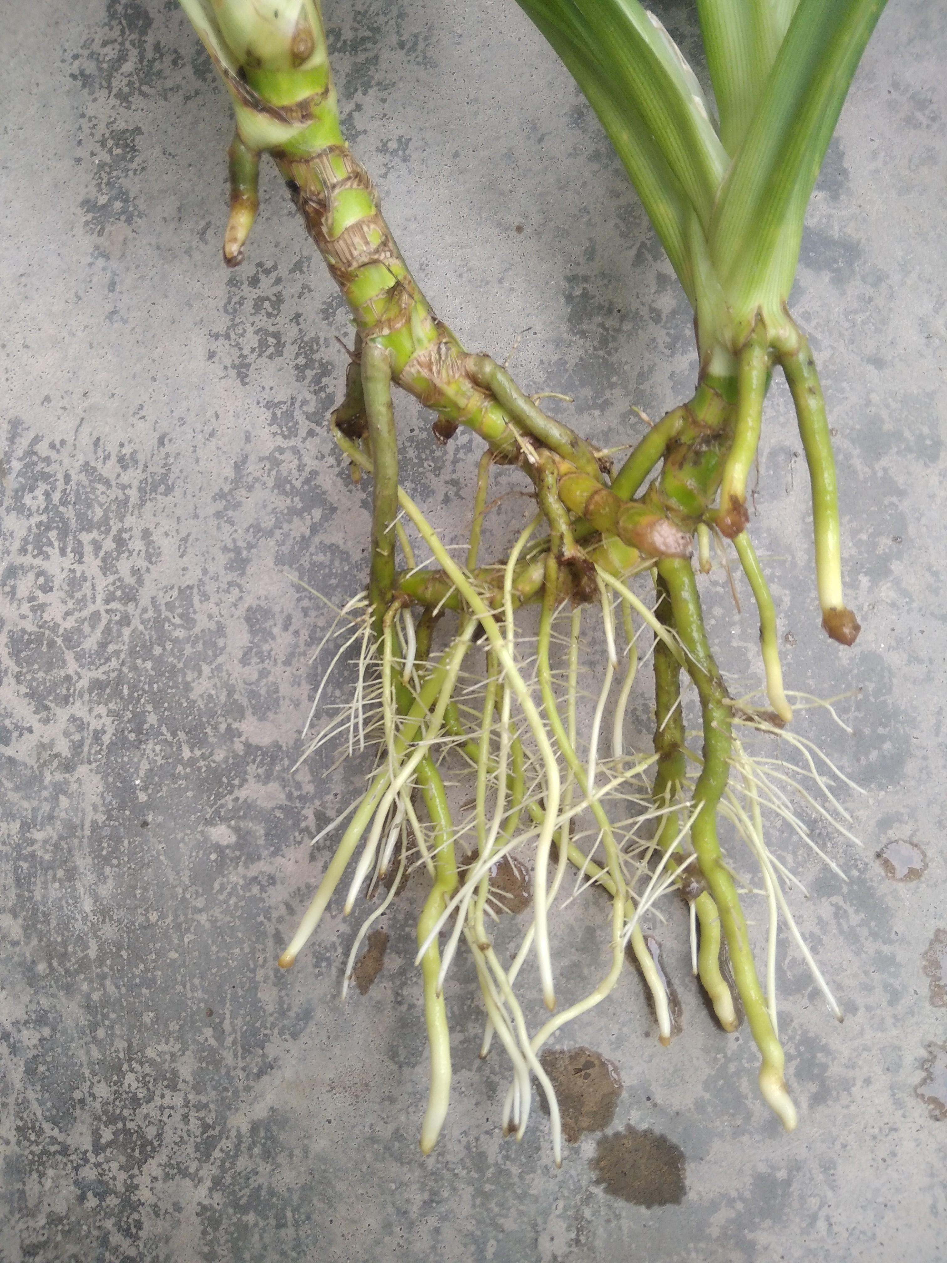 Homegrown Pandan Plant Cutting Anak Pokok Pandan , Furniture & Home ...