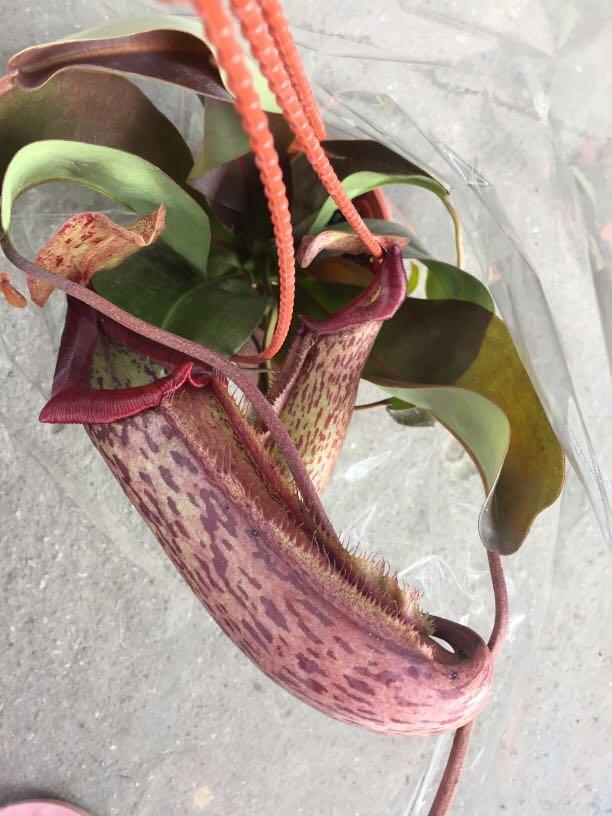 Pitcher plant carnivorous plant nepenthes Miranda hookeriana ventrata Lady Luck, Furniture ...