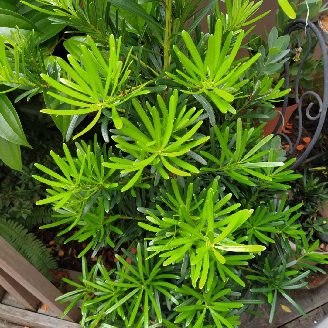 Podocarpus /Luo Han Song, Furniture & Home Living, Gardening, Plants ...