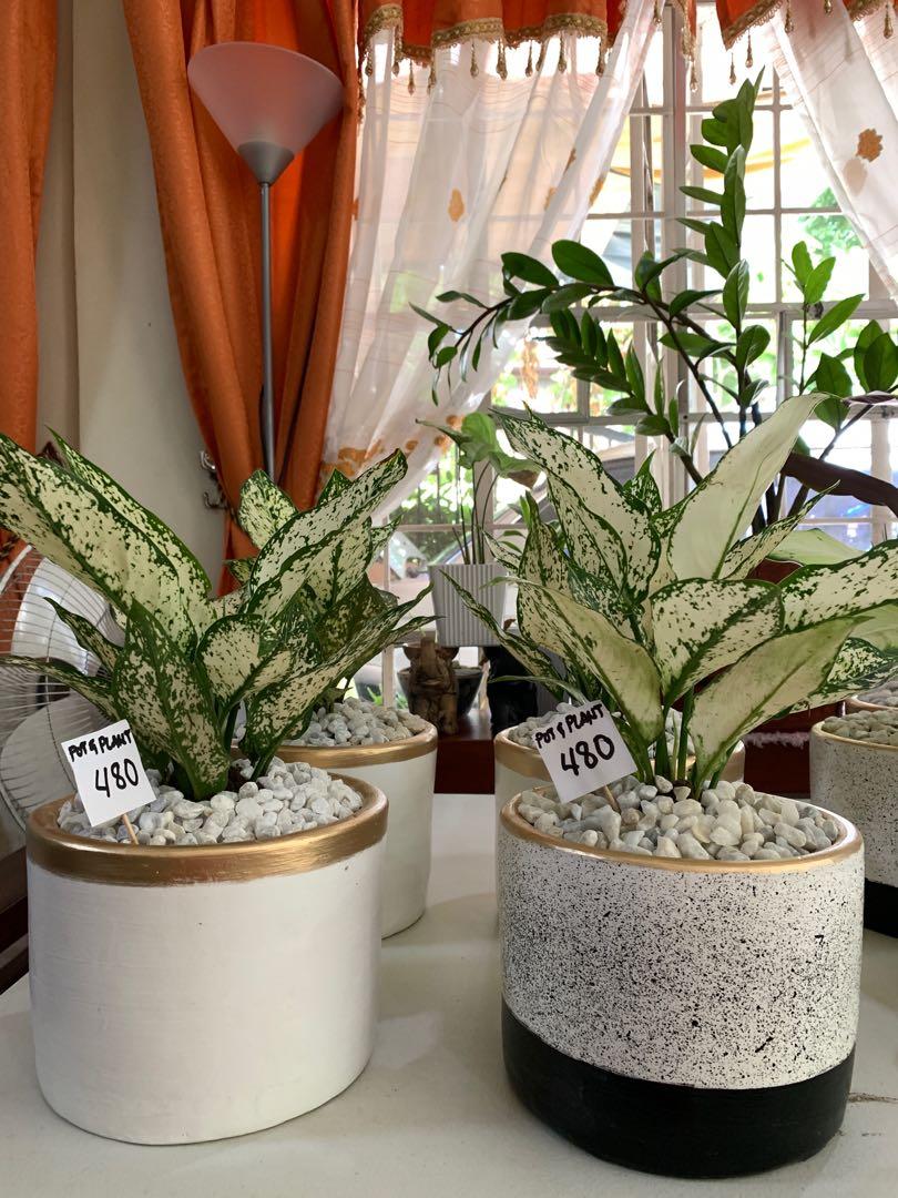 Potted Indoor Plants, Furniture & Home Living, Gardening, Plants ...