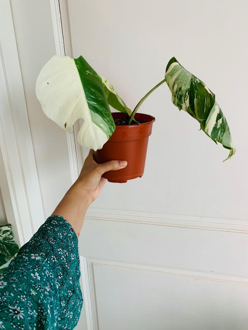 Variegated Monstera Albo Borsigiana, Gardening, Plants on Carousell