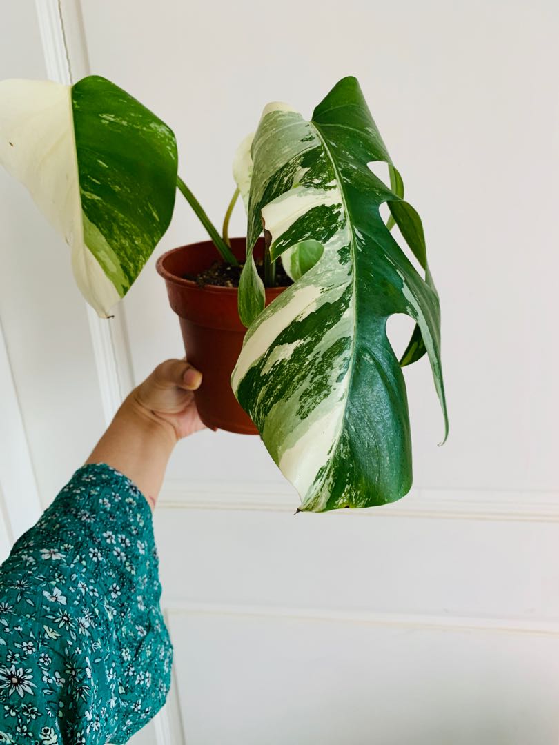 Variegated Monstera Albo Borsigiana, Gardening, Plants on Carousell