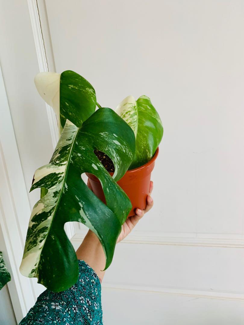 Variegated Monstera Albo Borsigiana, Gardening, Plants on Carousell