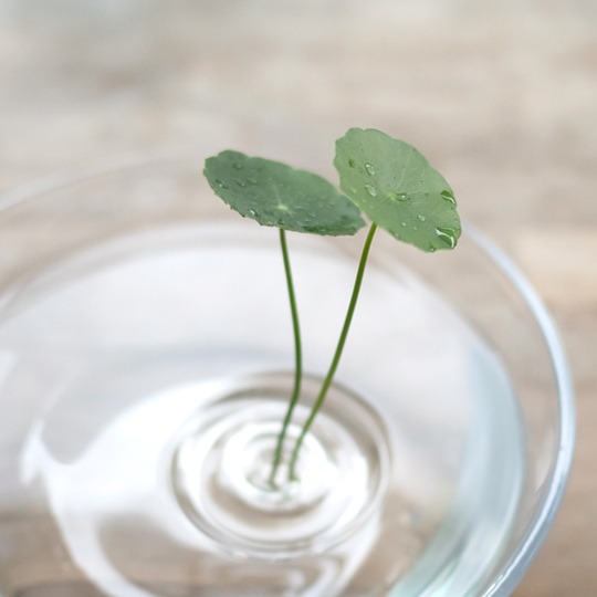 Floating Flower Vase, Furniture & Home Living, Home Decor, Vases ...