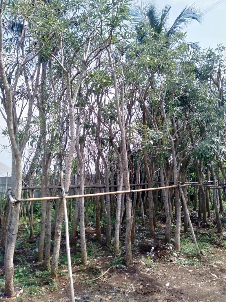 Pohon tanaman tabebuya bunga kuning, Perkebunan di Carousell