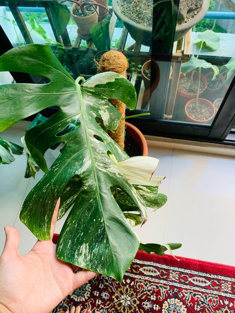 Variegated Monstera Albo Borsigiana, Furniture & Home Living, Gardening ...