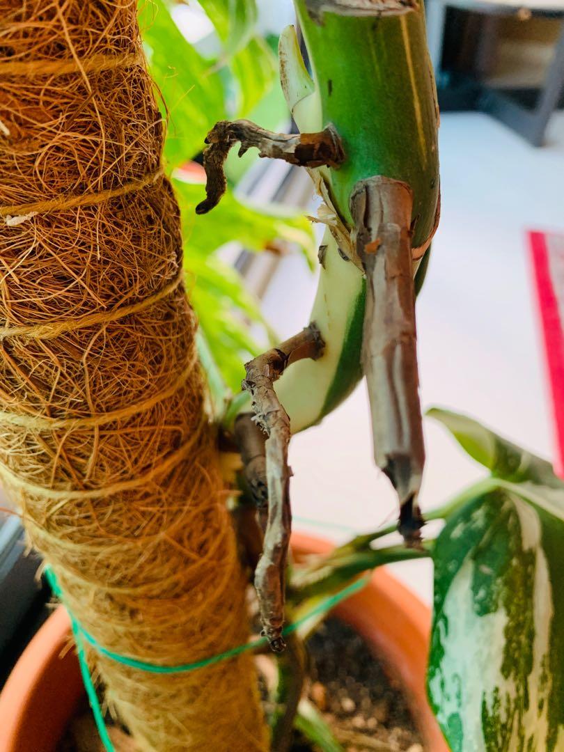 Variegated Monstera Albo Borsigiana, Furniture & Home Living, Gardening ...