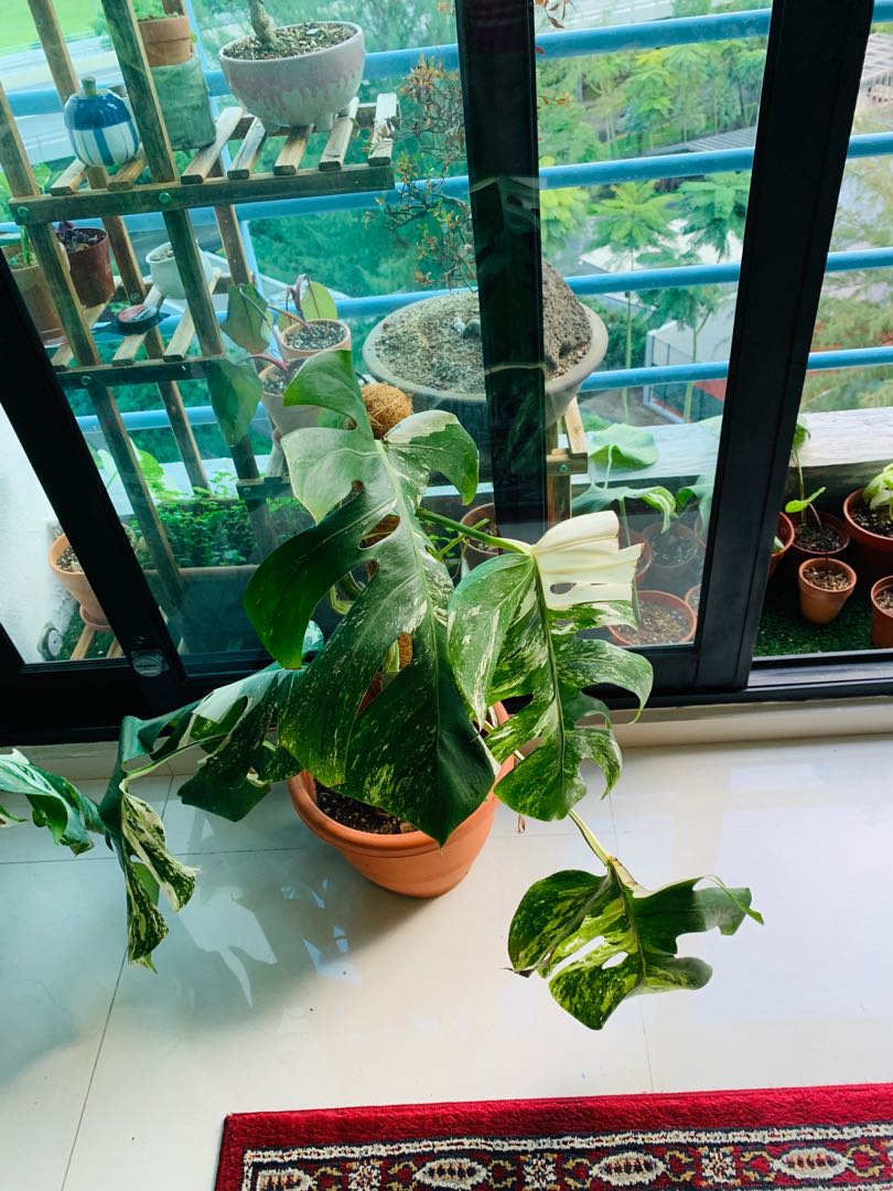 Variegated Monstera Albo Borsigiana, Furniture & Home Living, Gardening ...