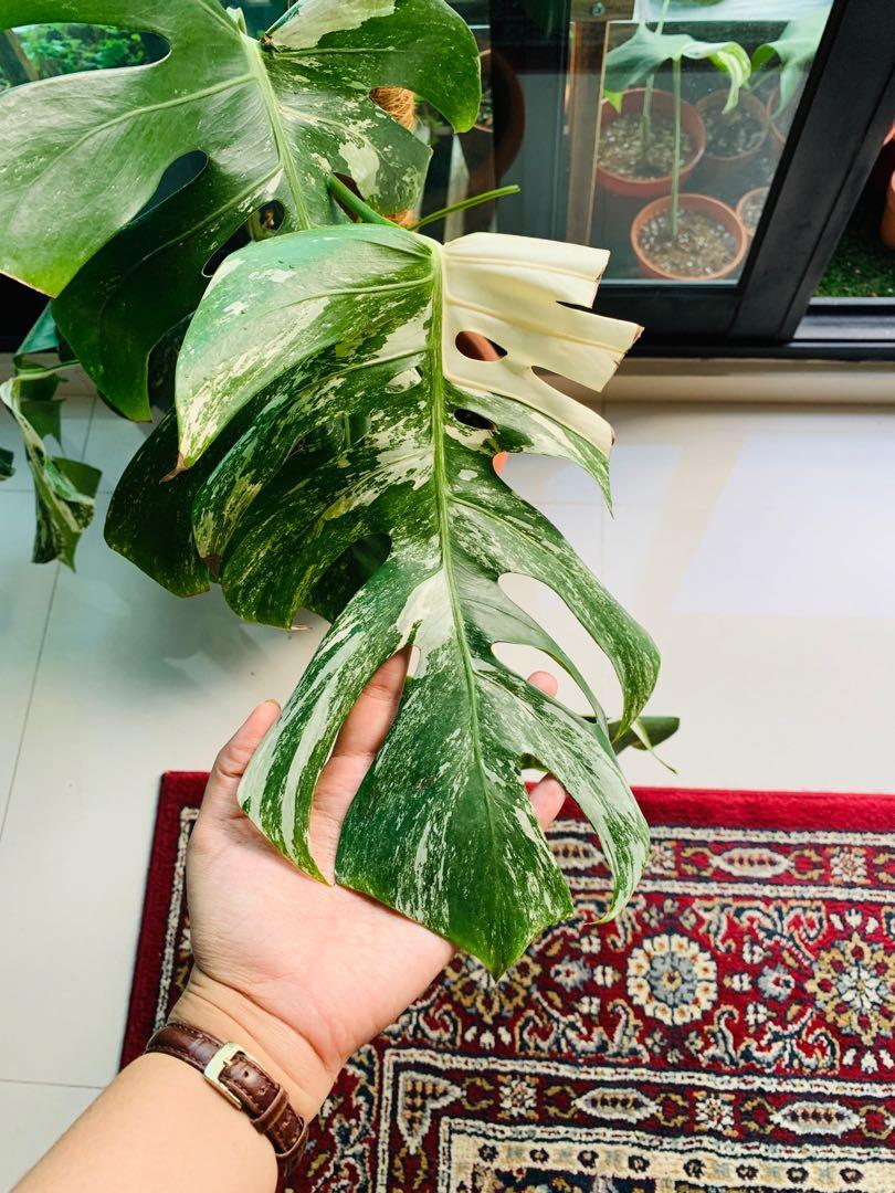 Variegated Monstera Albo Borsigiana, Furniture & Home Living, Gardening ...