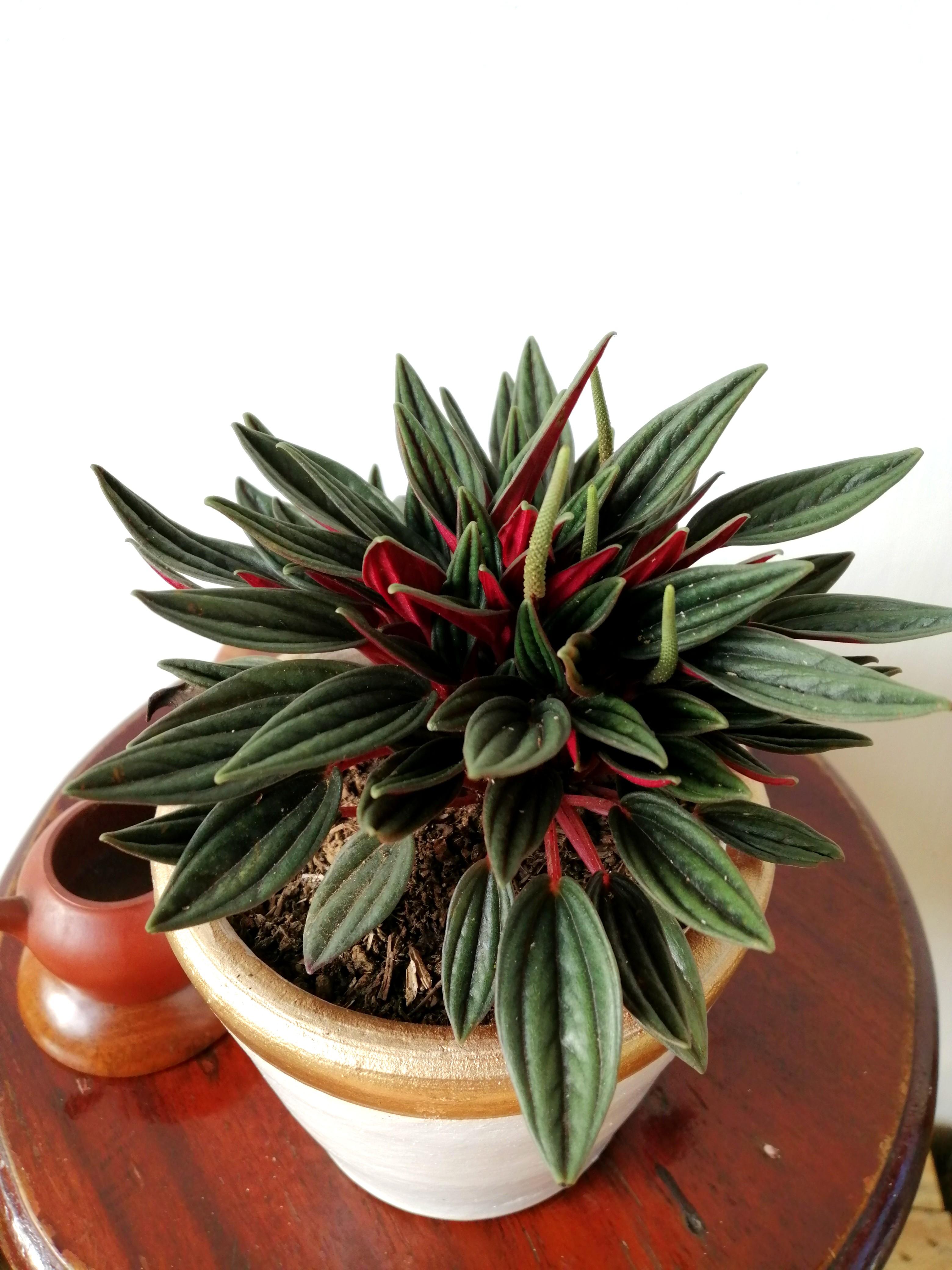 Peperomia Rosso, Furniture & Home Living, Gardening, Plants & Seeds on ...