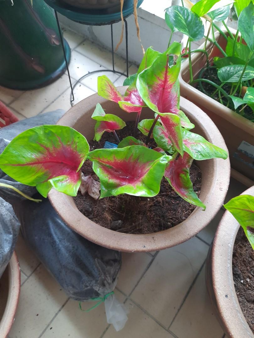 Pokok Keladi, Furniture & Home Living, Gardening, Plants & Seeds on ...