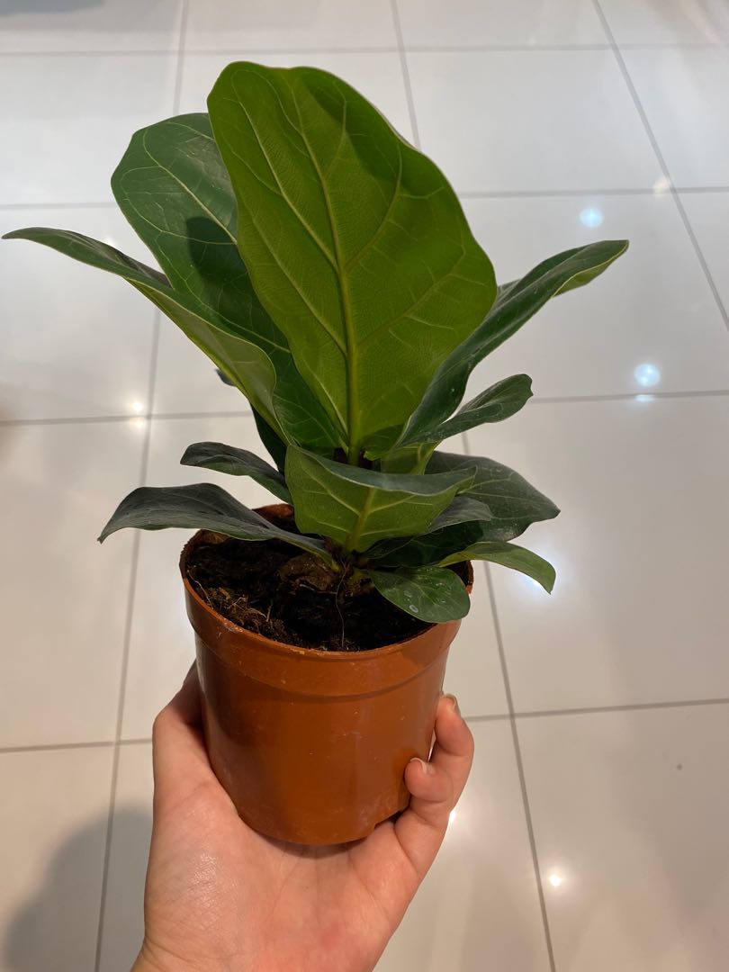 Small fiddle leaf fig (ficus lyrata), Furniture & Home Living ...