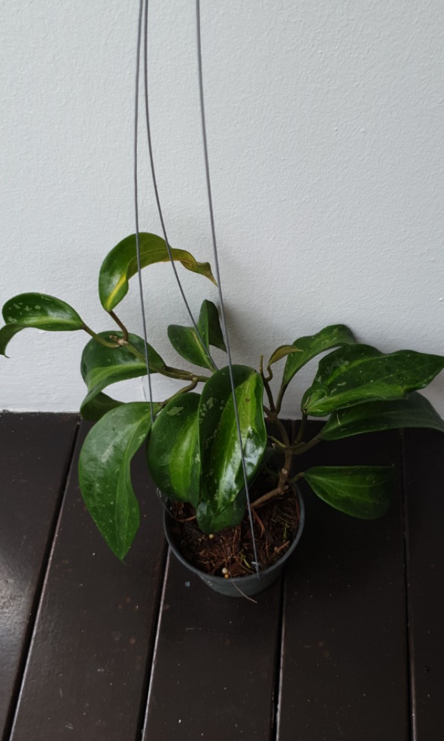Hoya Macrophylla Bua Bui, Furniture & Home Living, Gardening, Plants ...