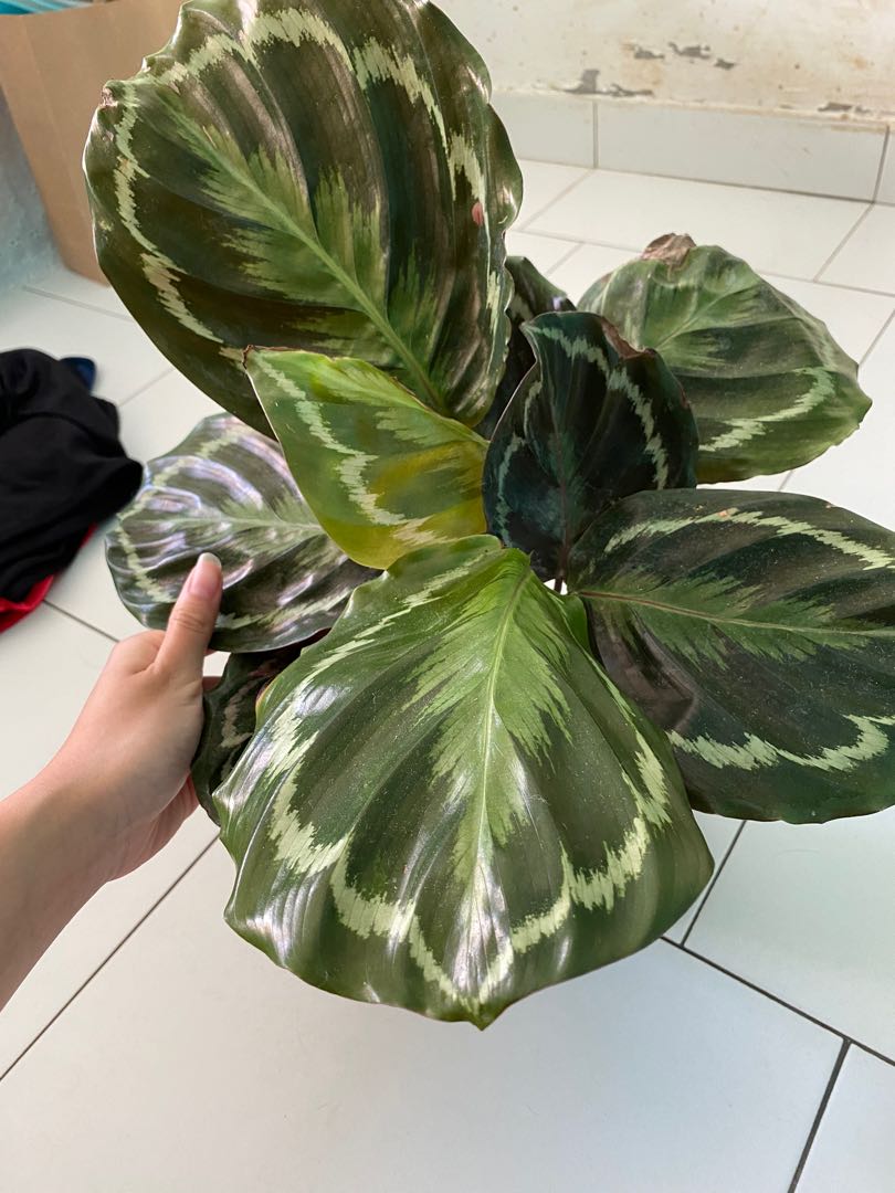 Rare big leaves calathea rosapicta medallion, Furniture & Home Living ...