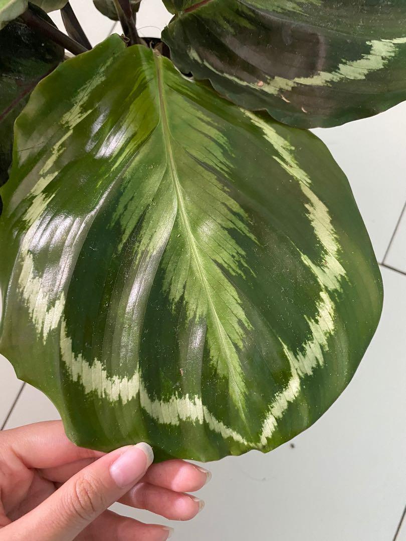Rare big leaves calathea rosapicta medallion, Furniture & Home Living ...