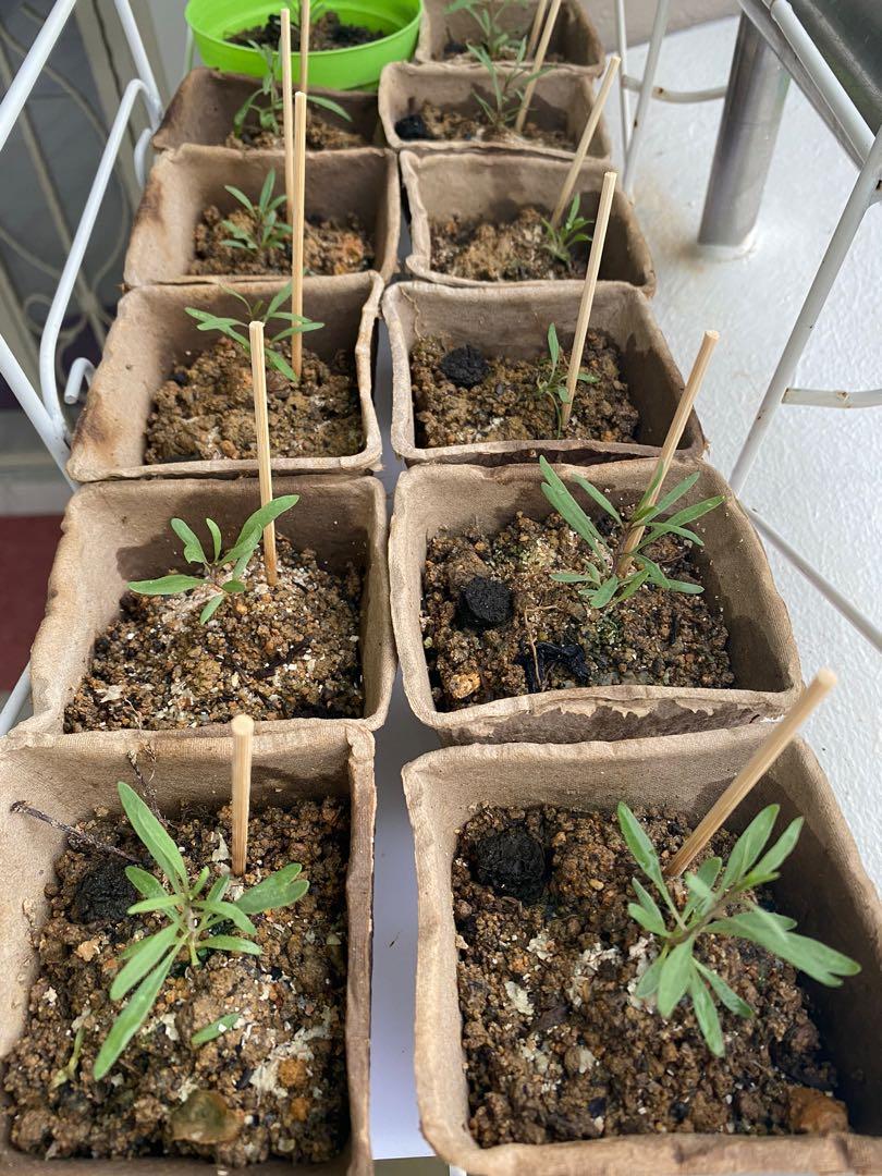 Black Goji/wolf berry seedlings for Sale! ( Rare plants), Furniture ...