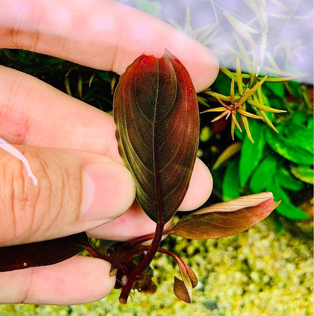 Bucephalandra Species, Furniture & Home Living, Gardening, Plants ...