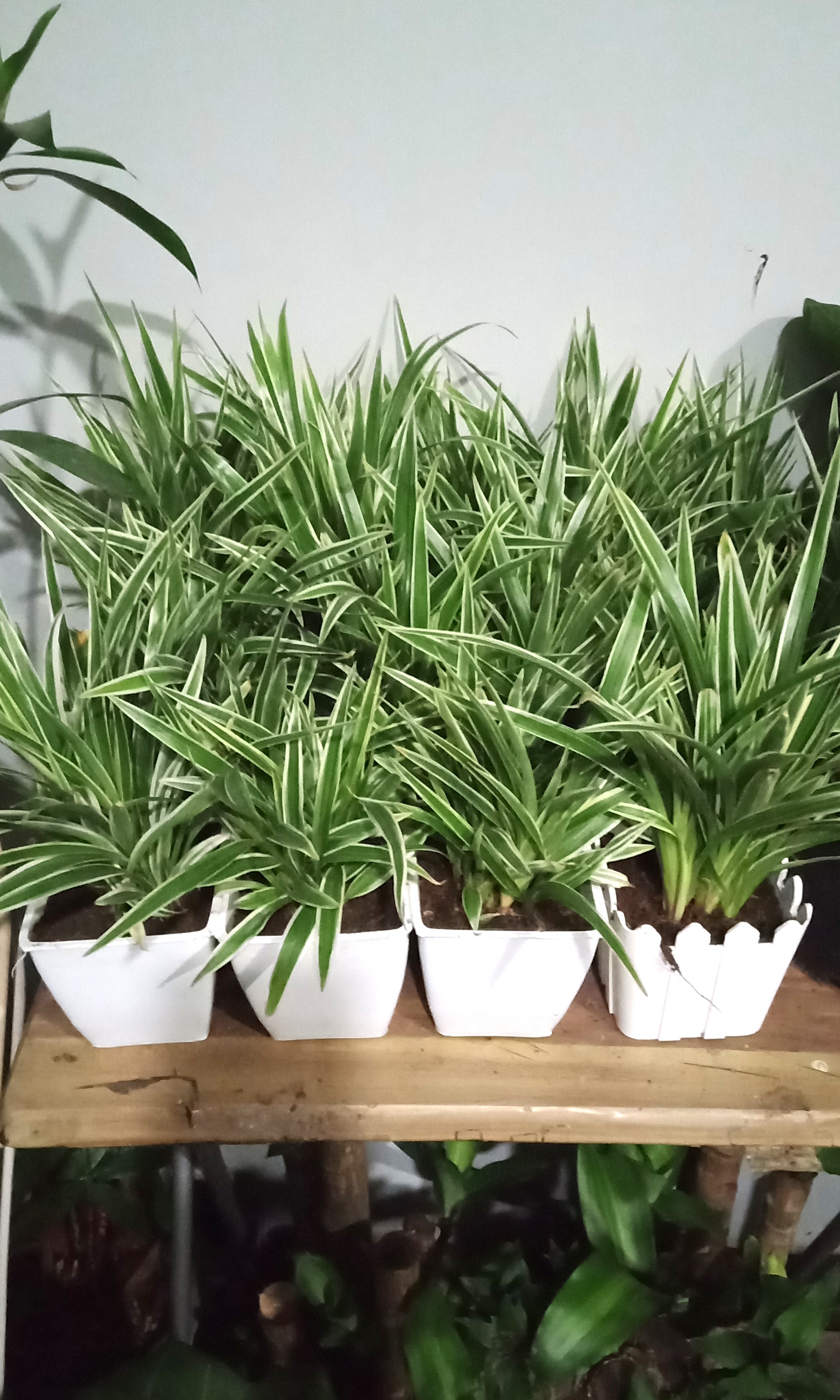 Indoor plant Lawiswis Kawayan, Furniture & Home Living, Gardening ...