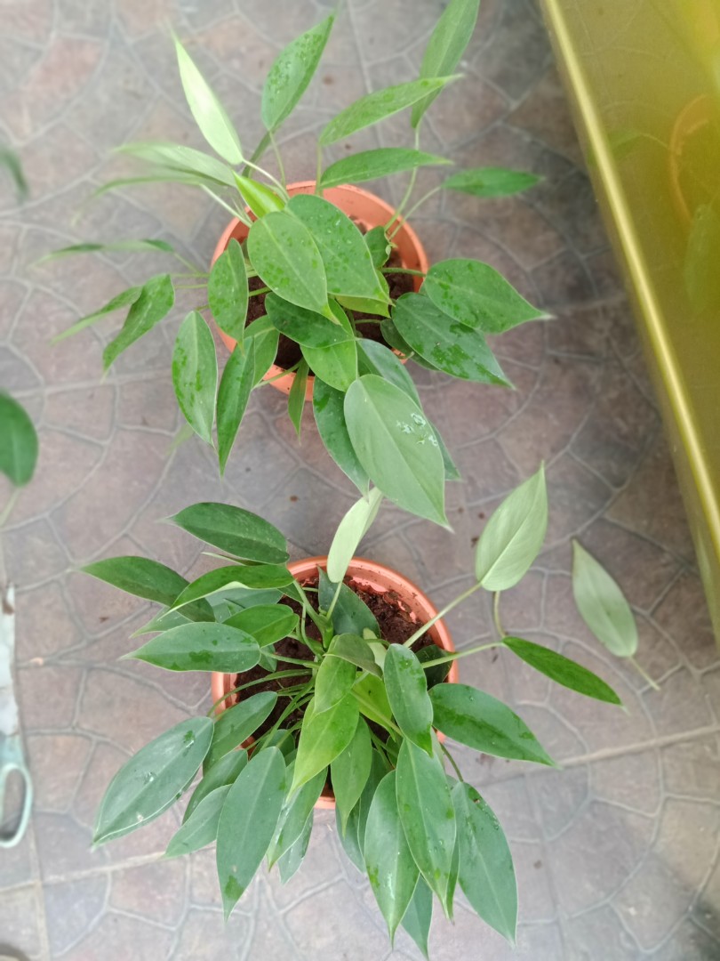 Philodendron wend-imbe Plants, Furniture & Home Living, Gardening ...