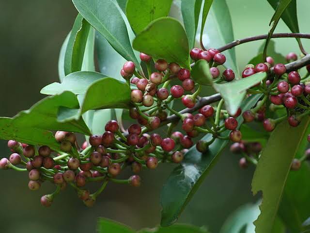 Tagpo (Native Berry), Furniture & Home Living, Gardening, Plants ...