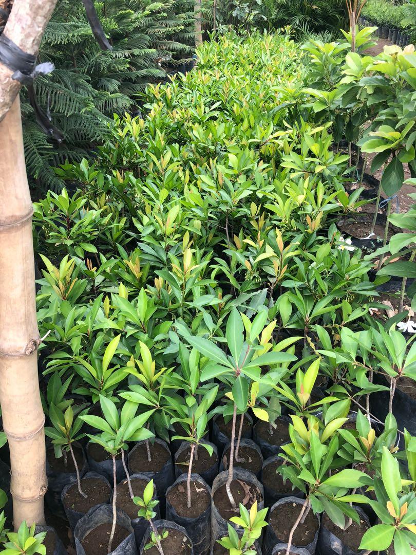 Tagpo (Native Berry), Furniture & Home Living, Gardening, Plants ...