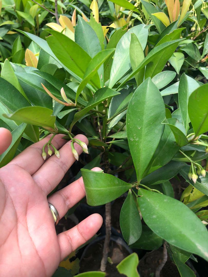 Tagpo (Native Berry), Furniture & Home Living, Gardening, Plants ...