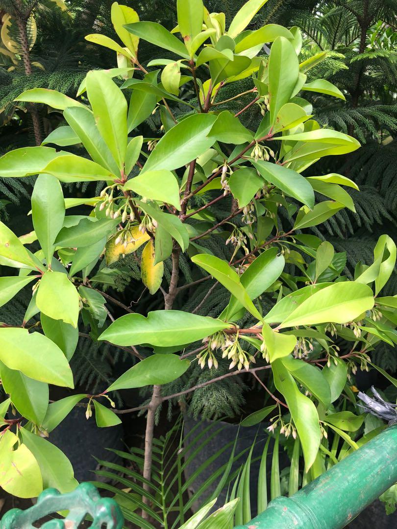 Tagpo (Native Berry), Furniture & Home Living, Gardening, Plants ...