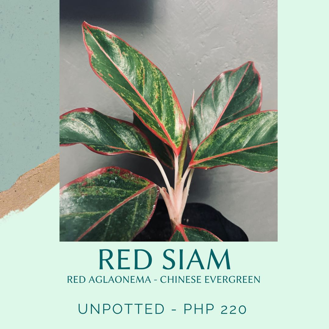 Red Siam (Red Aglaonema), Furniture & Home Living, Gardening, Plants ...