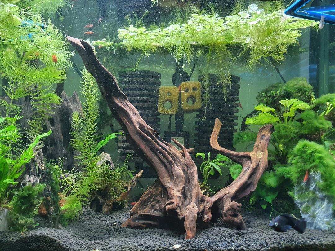 Teak driftwood, Pet Supplies, For Fish, Fish Tank Accessories on Carousell