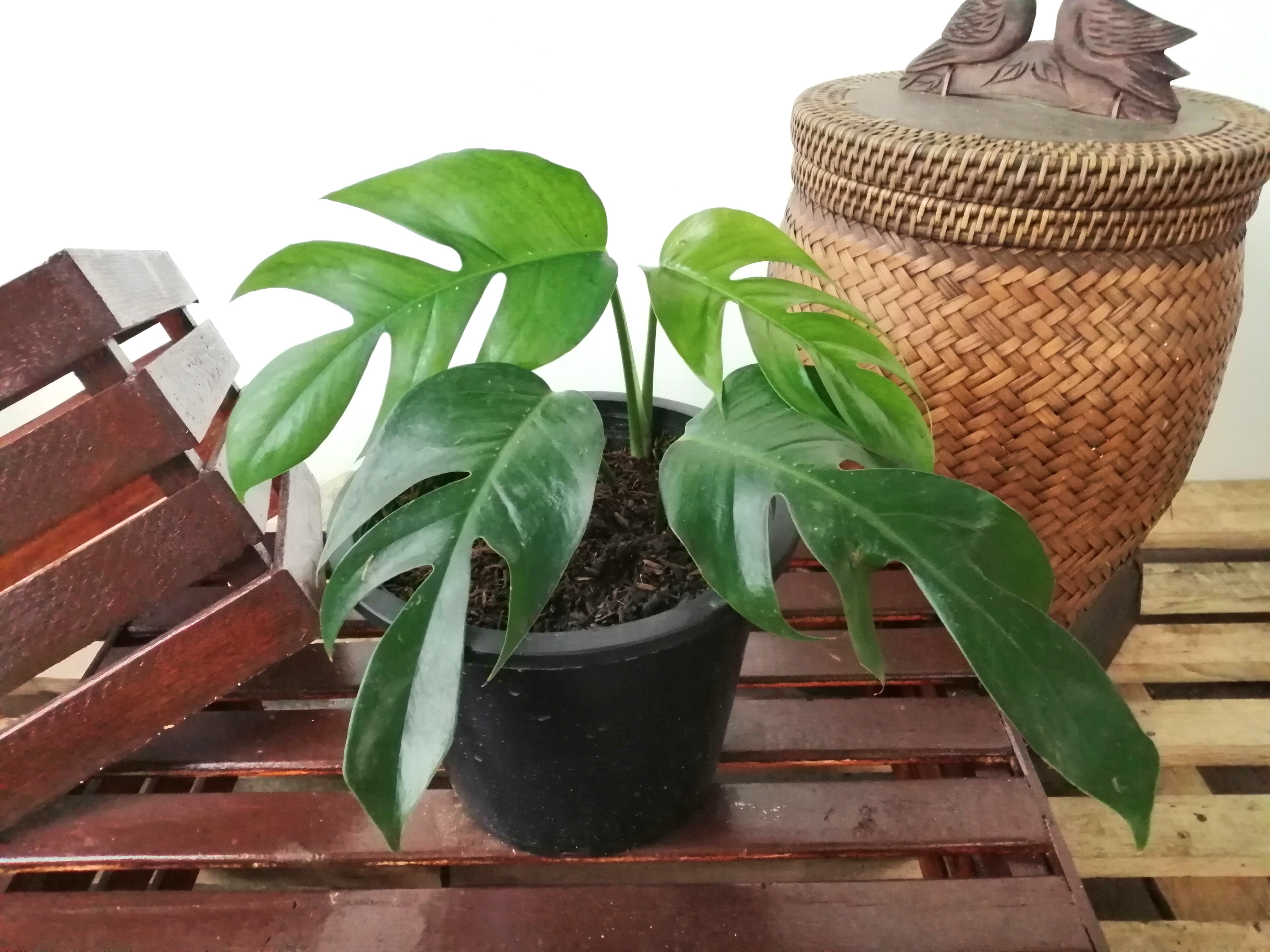 Tibatib (Epipremnum pinnatum), Furniture & Home Living, Gardening ...