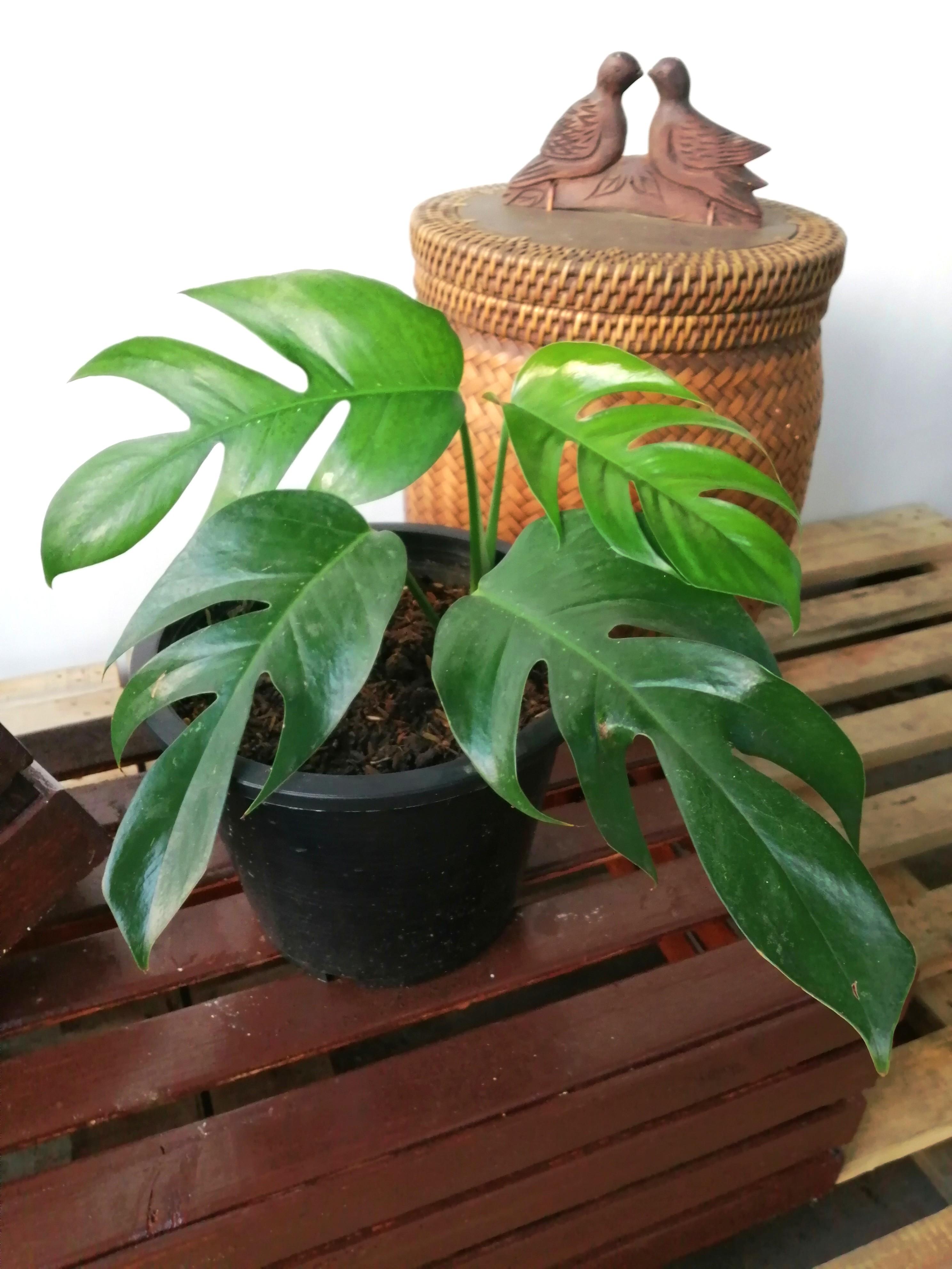 Tibatib (Epipremnum pinnatum), Furniture & Home Living, Gardening ...