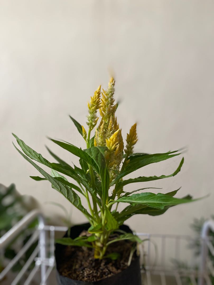 YELLOW BUNTOT PUSA PLANT, Furniture & Home Living, Gardening, Plants ...