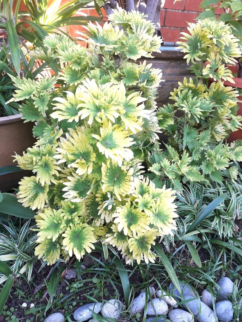 Lemon & Lime Coleus, Furniture & Home Living, Gardening, Plants & Seeds ...