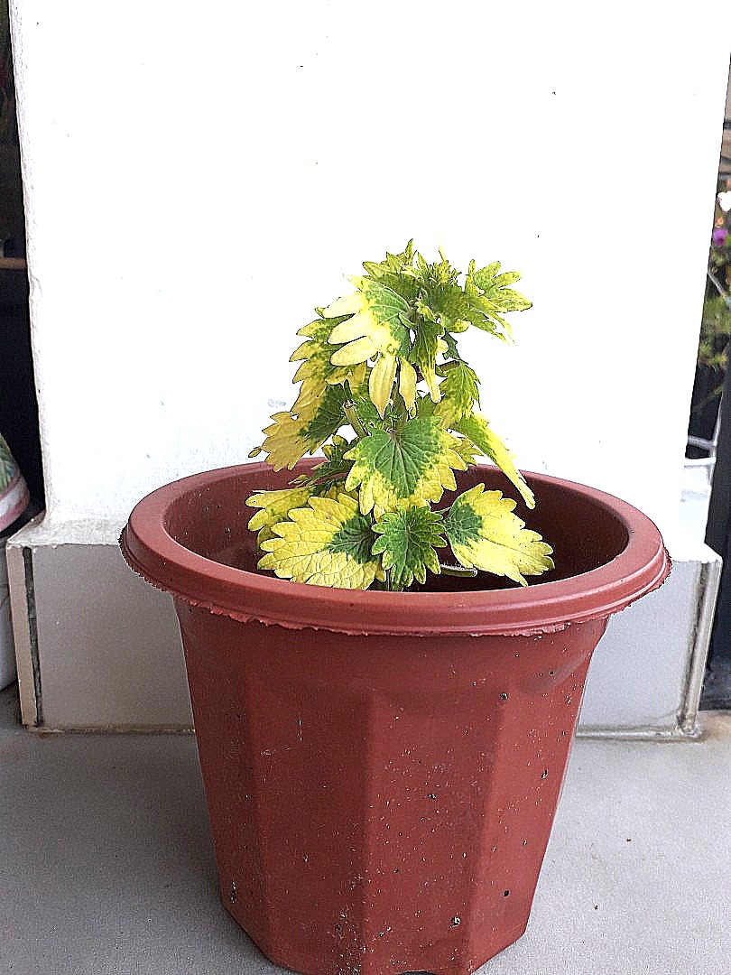Lemon & Lime Coleus, Furniture & Home Living, Gardening, Plants & Seeds ...