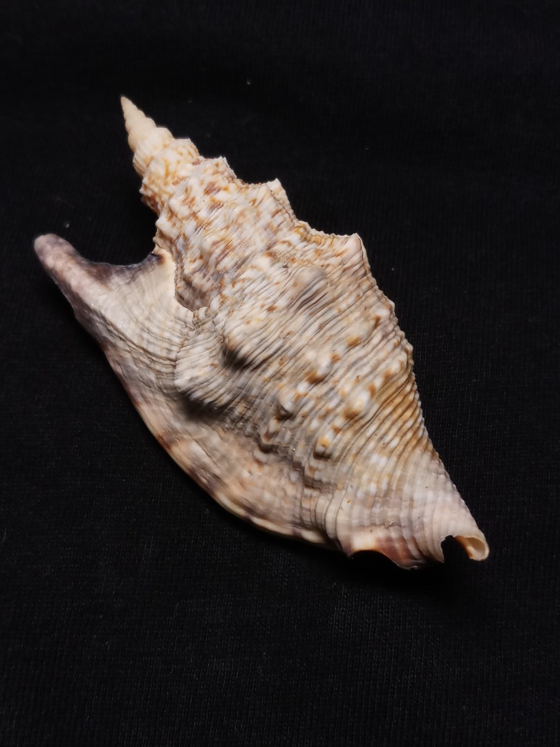 Seashell Specimen Dark Diana Conch, Women's Fashion, Jewelry ...