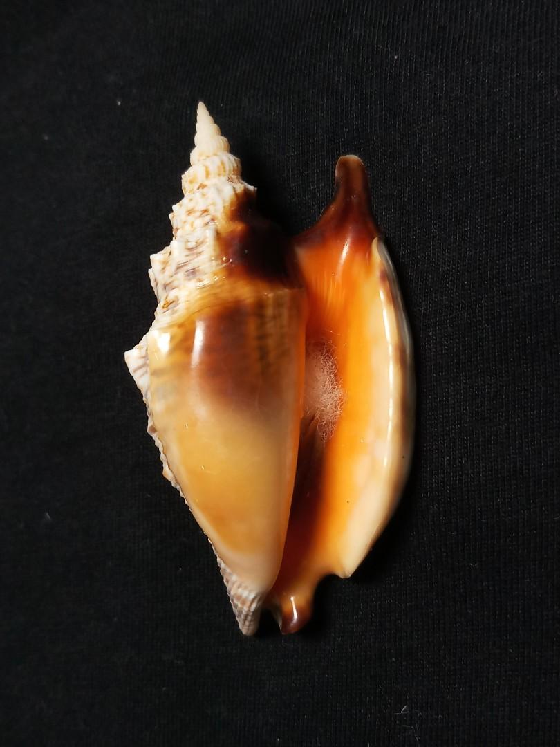 Seashell Specimen Dark Diana Conch, Women's Fashion, Jewelry ...