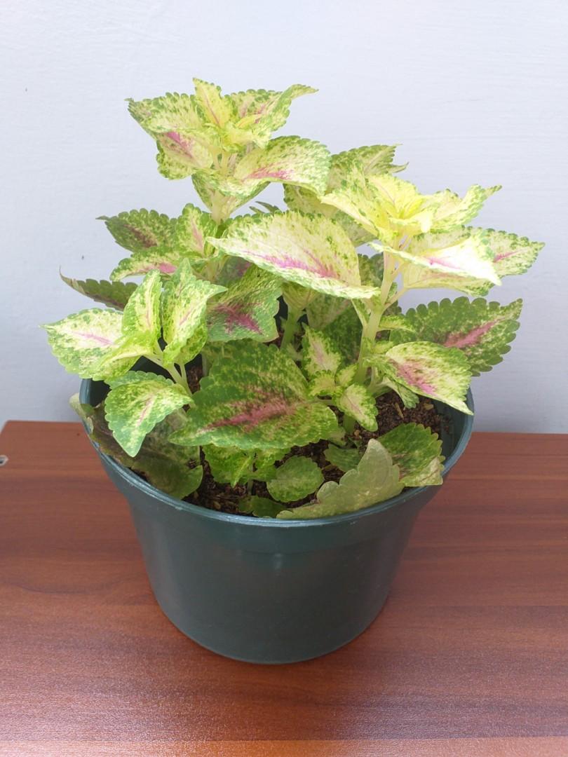 Coleus / Mayana Plant (Watermelon Variety) Outdoor or balcony plants ...