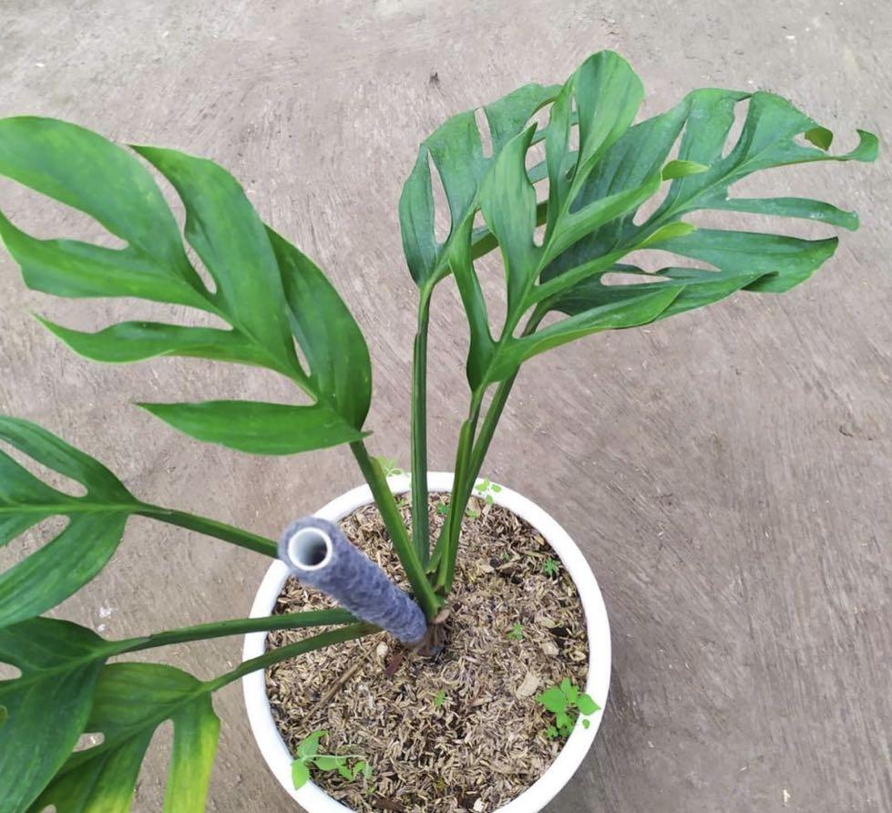 Rare Monstera Pinnatipartita (Monstera Siam), Furniture & Home Living ...
