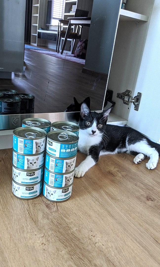 Kit Cat Kitten Tuna Mousse 80g (16 cans), Pet Supplies, Pet Food on ...