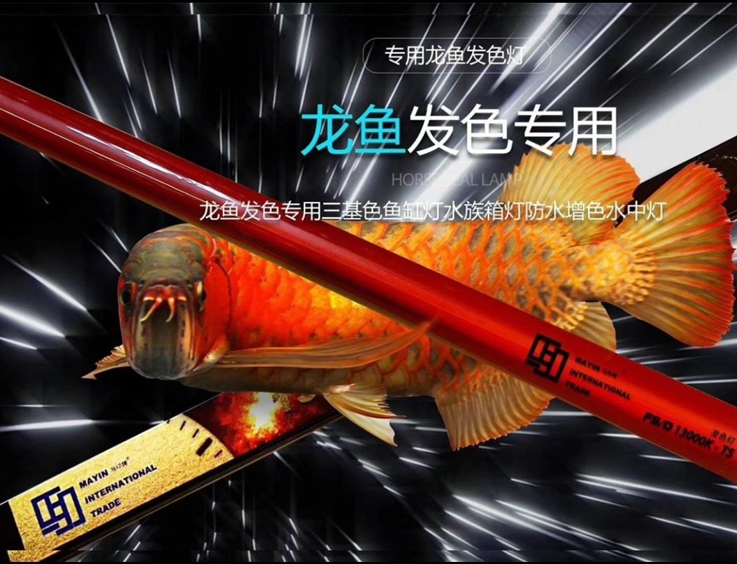 Mayin special 2700k tanning light for arowana !!! fish tank tanning ...