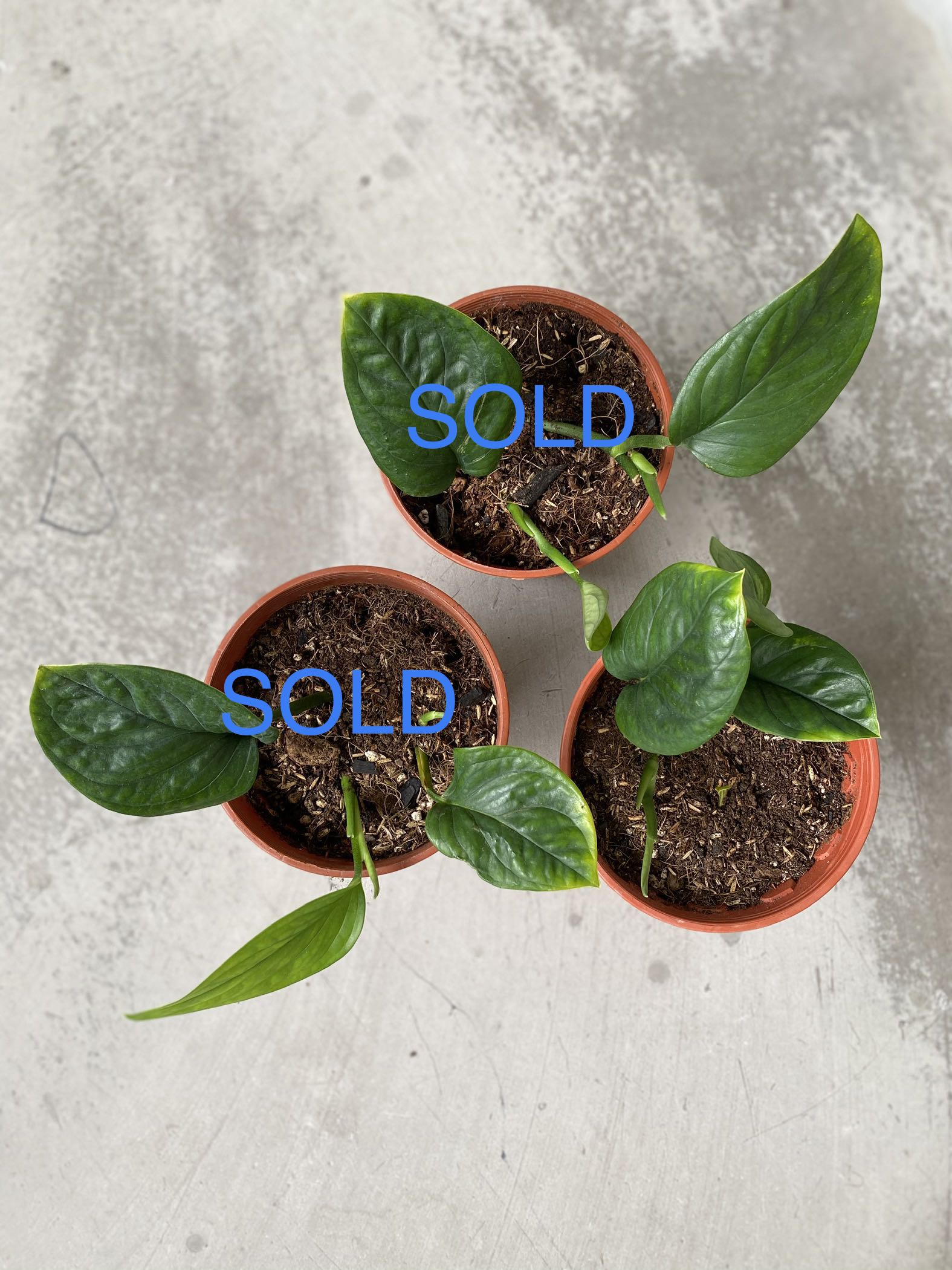 Rare Monstera Pinnatipartita (Monstera Siam), Furniture & Home Living ...