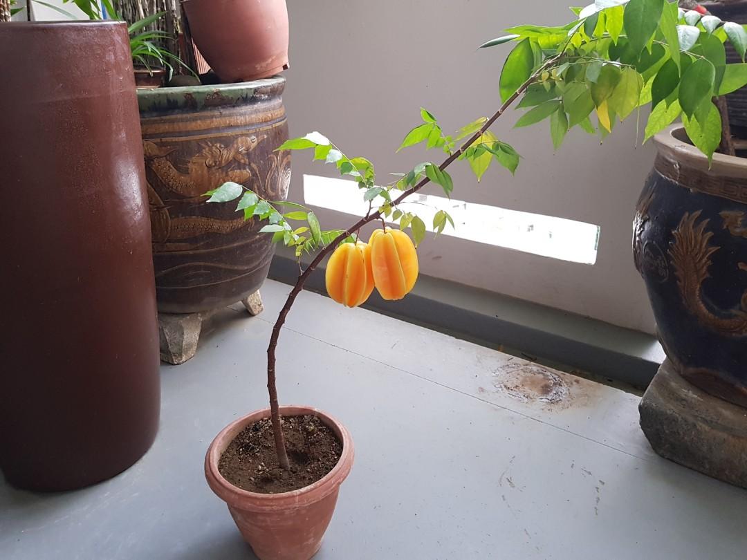 Star fruit sapling, Furniture & Home Living, Gardening, Plants & Seeds ...