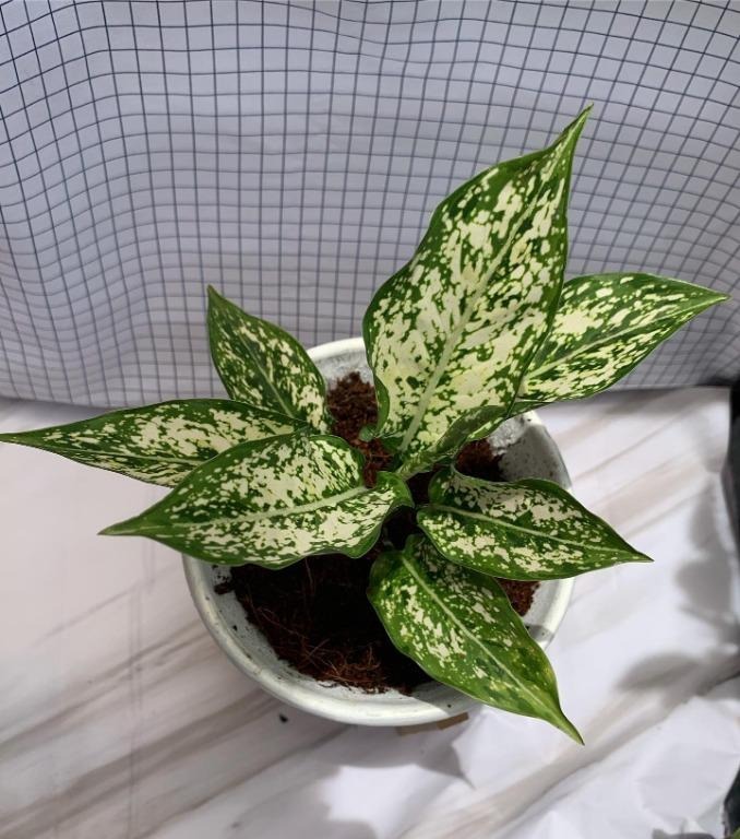 AGLAONEMA SNOW WHITE, Furniture & Home Living, Gardening, Plants ...