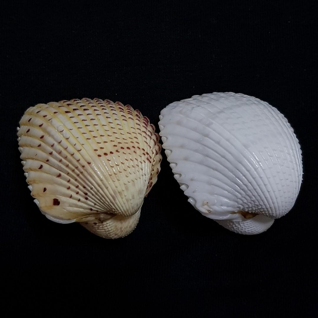 Seashell - VERY RARE Albino Strawberry Cockle, Women's Fashion, Jewelry ...