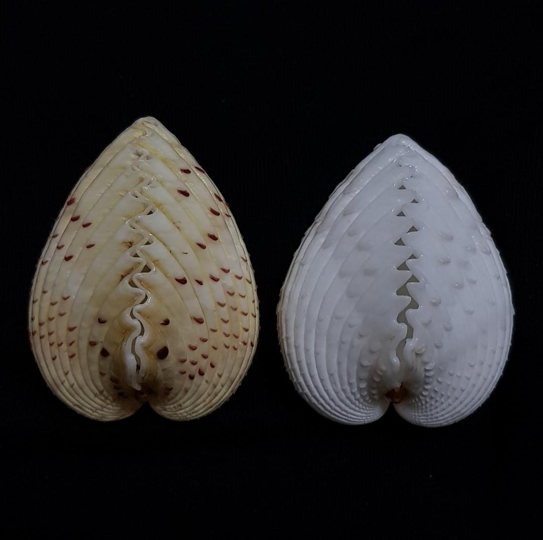 Seashell - VERY RARE Albino Strawberry Cockle, Women's Fashion, Jewelry ...