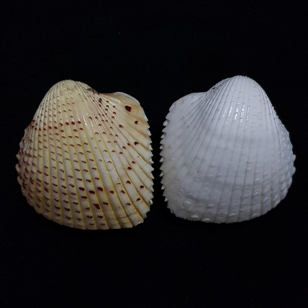 Seashell - VERY RARE Albino Strawberry Cockle, Women's Fashion, Jewelry ...