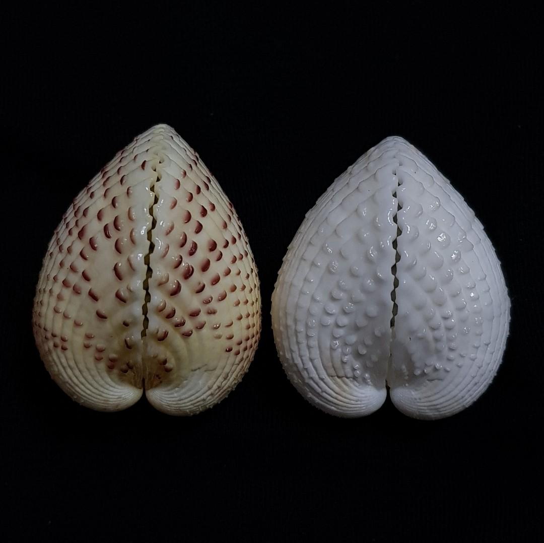 Seashell - VERY RARE Albino Strawberry Cockle, Women's Fashion, Jewelry ...